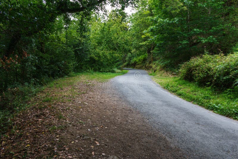 Lush Atlantic Forest Crossed by a Sandy Path Stock Photo - Image of ...