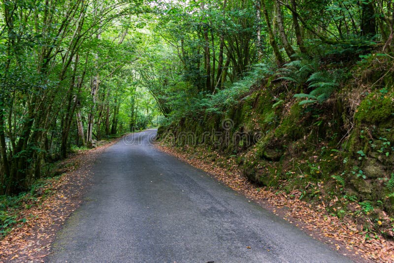 Lush Atlantic Forest Crossed by a Sandy Path Stock Image - Image of ...