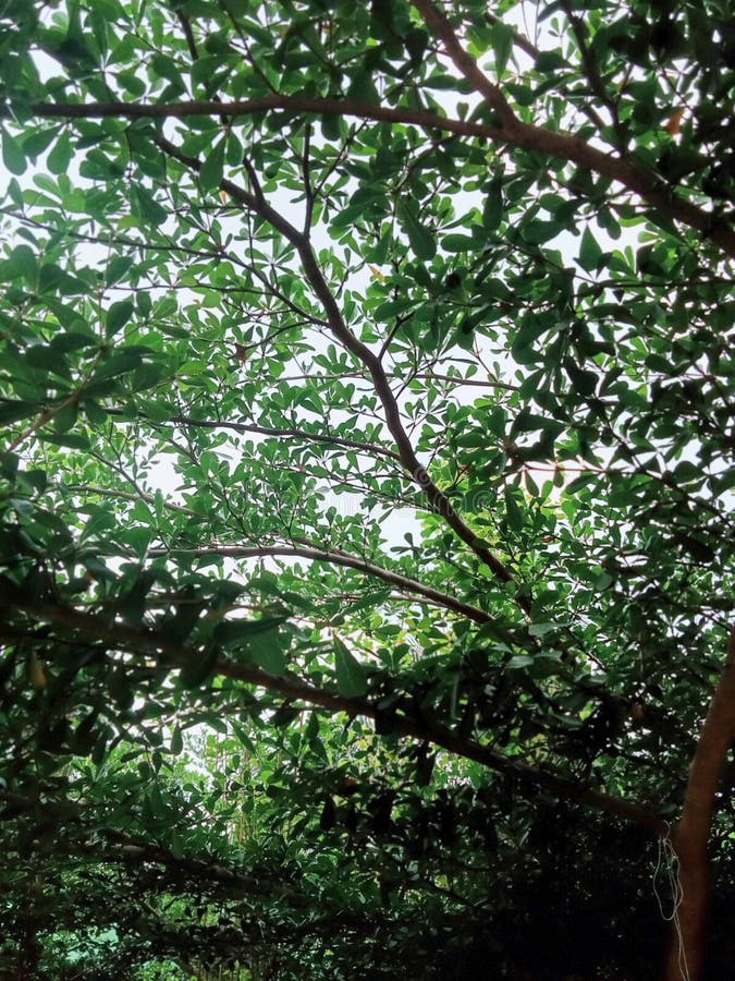 The Lush Banyan Tree Canopy is Visible from Below with a Dark Effect ...