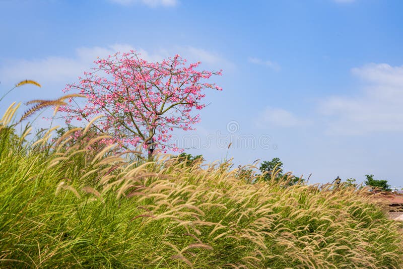 A Lush and Beautiful Kapok Tree without Leaves and Full of Flowers ...