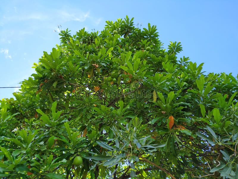 Lush Bintaro Tree with Blue Sky Stock Image - Image of herb, garden ...