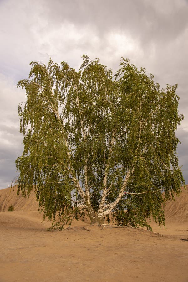 A Lush Birch Tree Grows on Sandy Soil Stock Image - Image of path, lace ...