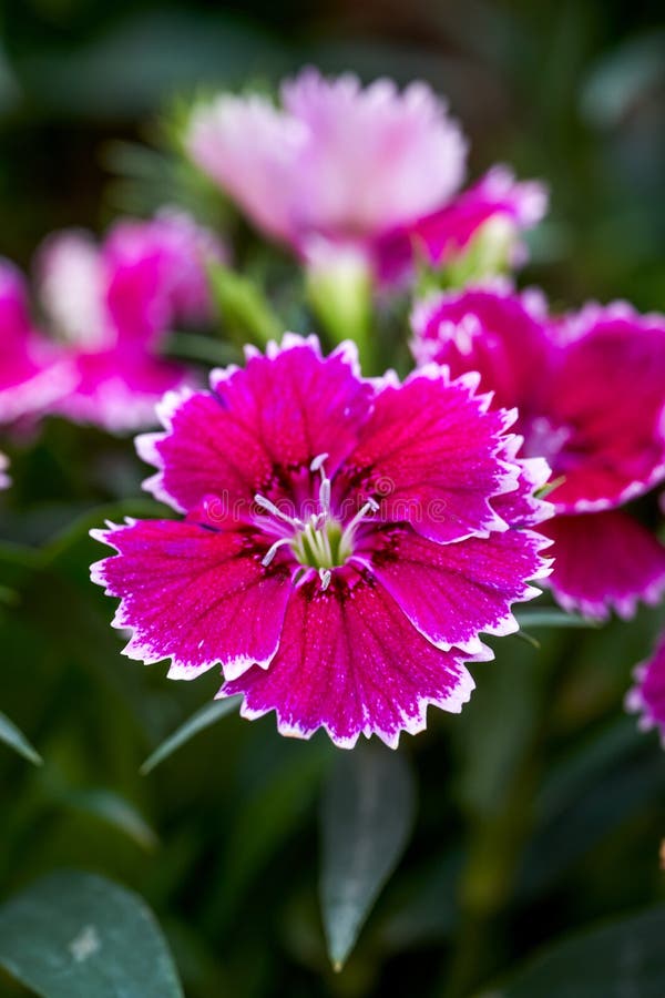 A Lush Blooming Beautiful Dianthus Flower Stock Image - Image of ...