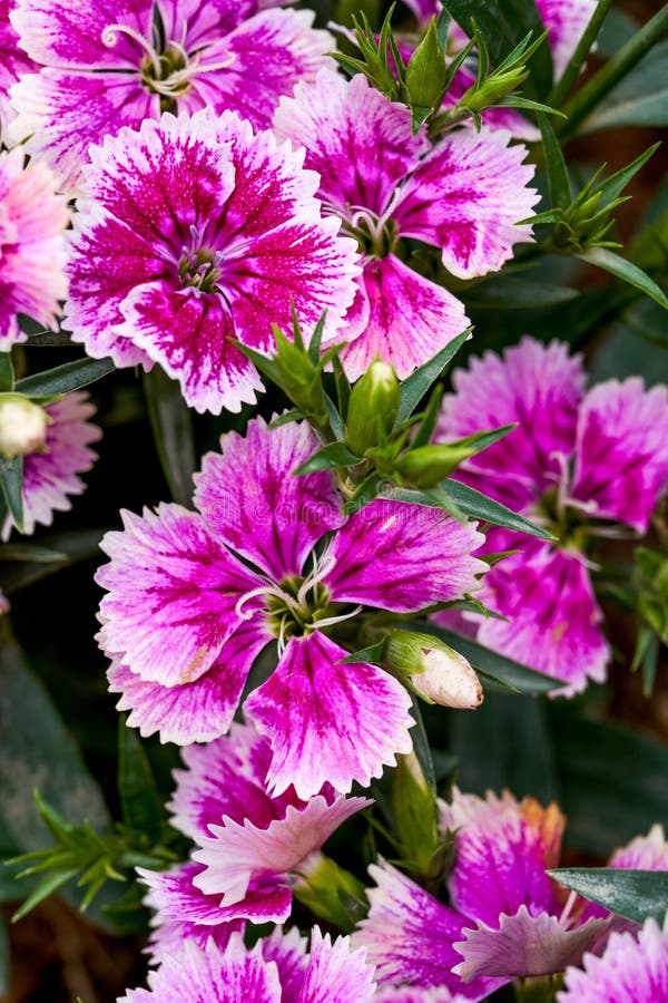 A Lush Blooming Beautiful Dianthus Flower Stock Image - Image of beauty ...
