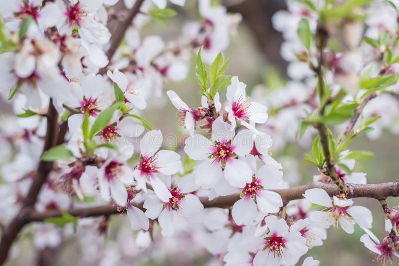 The Lush Blooming of White Flowers of the Almond Tree in the Garden ...
