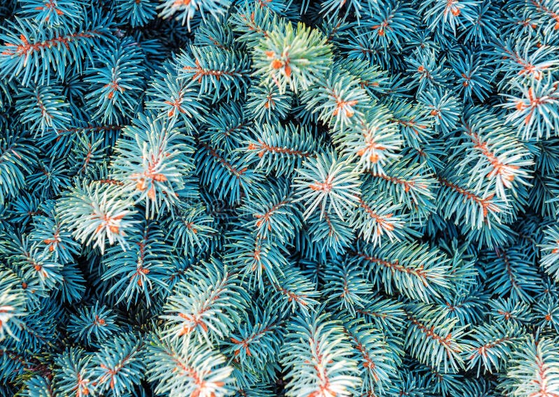 Lush blue fir texture stock image. Image of winter, thorn - 160346437