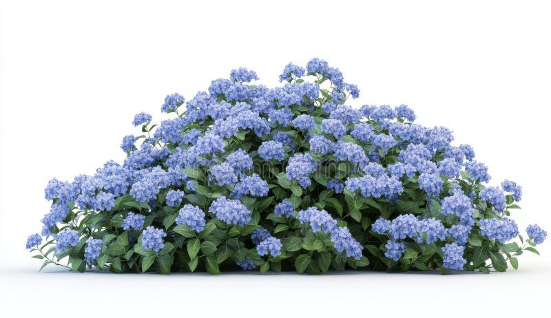 Lush Blue Hydrangea Bush Isolated on White Background Stock ...