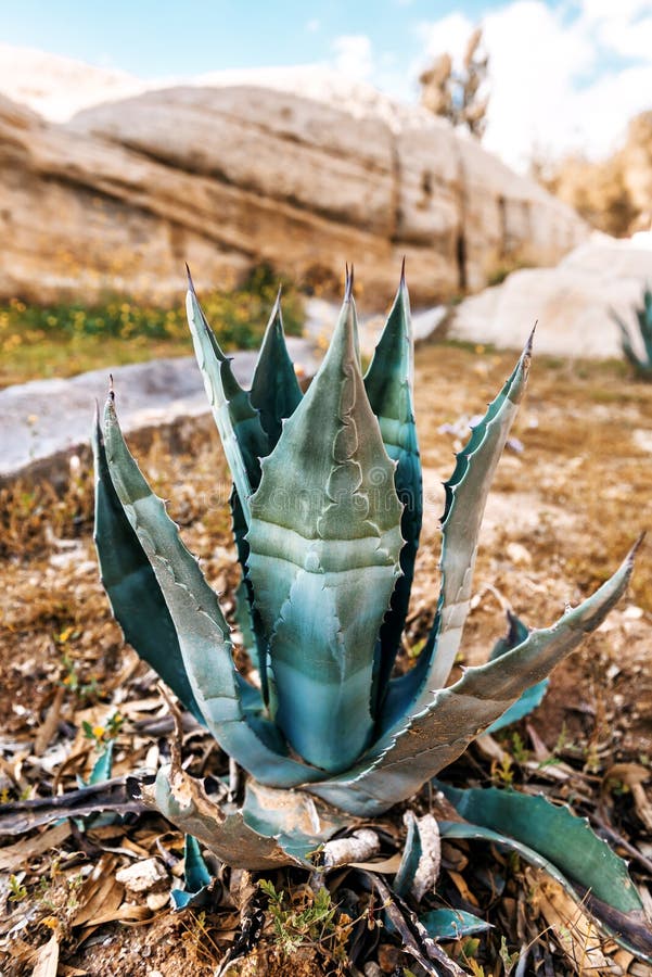 409 Agava Outdoor Stock Photos - Free & Royalty-Free Stock Photos from ...