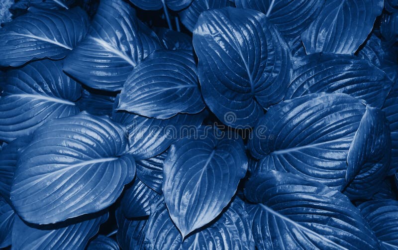 Lush Blue Leaves Close-up Toned in Trendy Classic Blue - Color of the ...