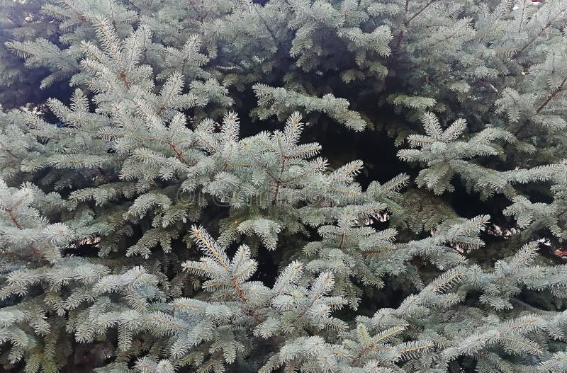 Lush blue spruce stock photo. Image of blue, texture - 121422386