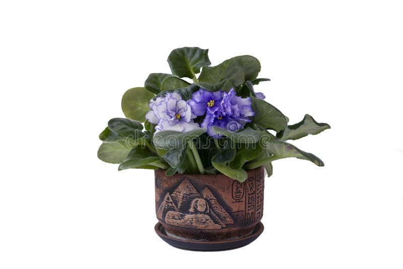 Lush Blue Violets in a Pot. Isolate on White Background. Close-up ...