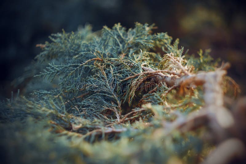Lush Branch of Evergreen Thuja Stock Photo - Image of conifer, flora ...