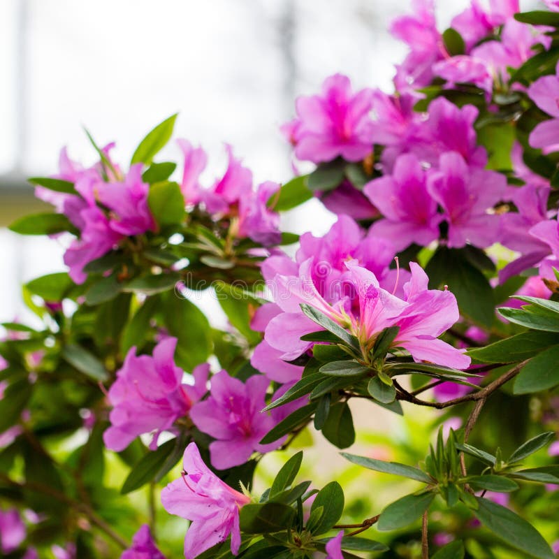 Purple Azaleas Plant On Wall Facade Of Building In Siena, Tuscany ...
