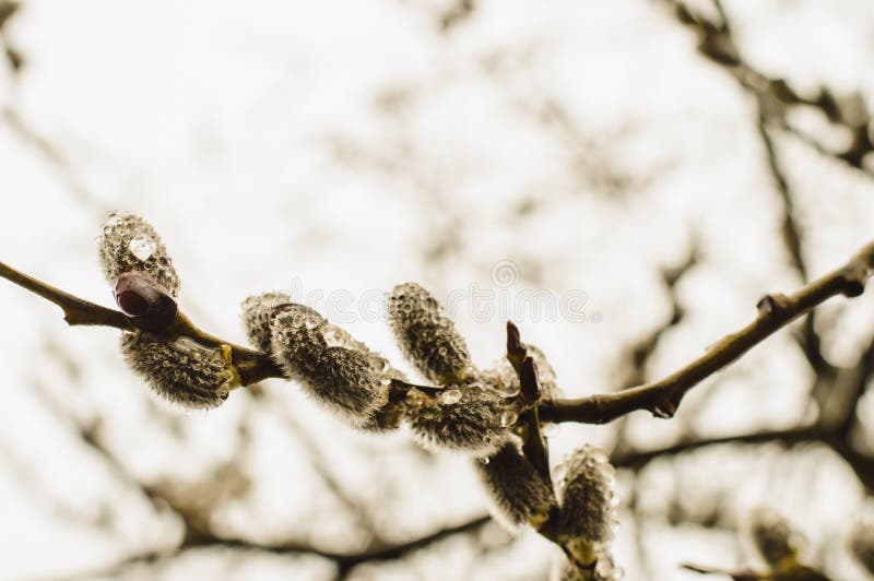 Lush Branch Willow in Drops of Water. Stock Image - Image of light ...