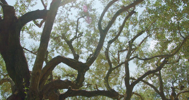 Lush Branches of an Olive Tree, Bathed in Sunlight on a Bright Summer ...