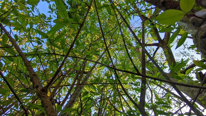 Lush Branches of Ornamental Trees Stock Image - Image of texture ...