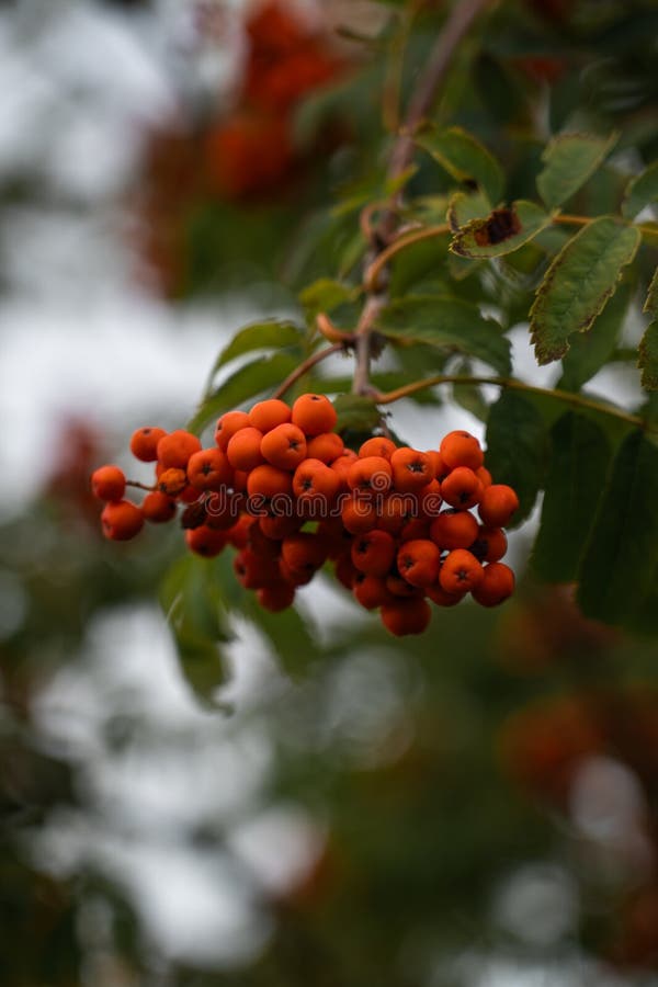 A Lush Bunch of Mountain Ash Grows in the Park. the End of August in ...