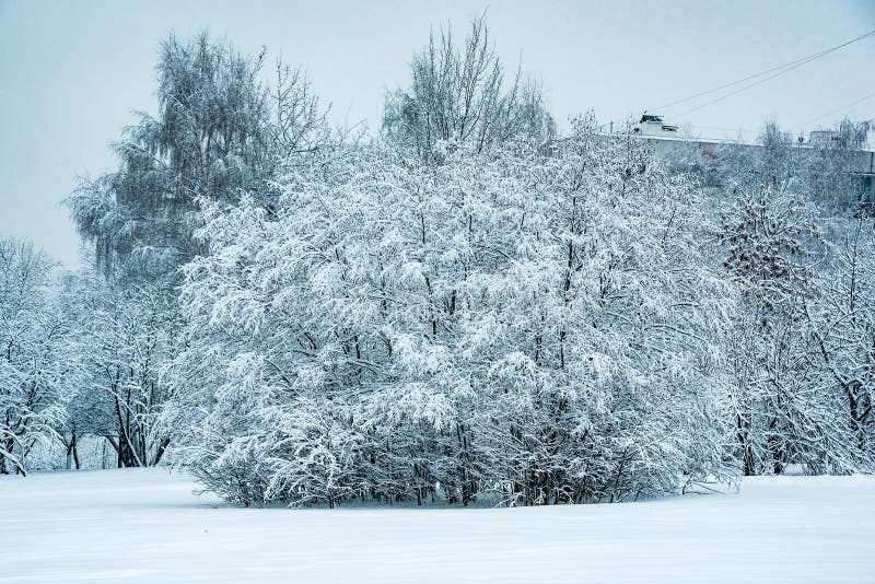 Lush Bush Covered with Lush Snow Stock Photo - Image of season, forest ...