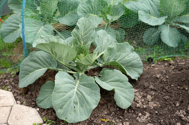 Lush Cabbage Plant in Garden with Protective Netting Stock Photo ...