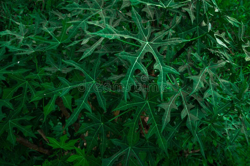 Lush Chaya Leaves Look Stunningly Beautiful Stock Photo - Image of herb ...