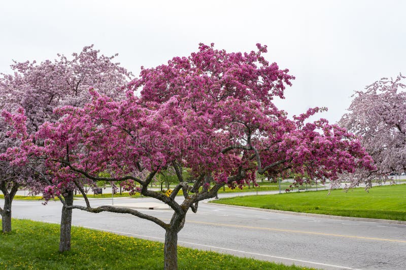 Lush Cherry Blossoms in Ontario Stock Image - Image of asia, sakura ...