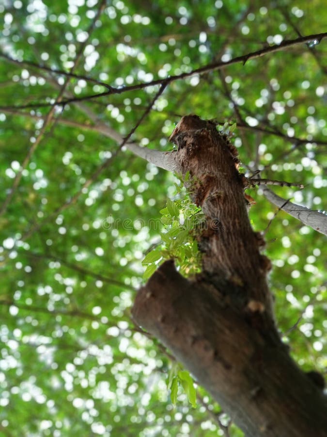 Lush Cherry Trees, Take Shelter in the Cherry Trees? Stock Photo ...