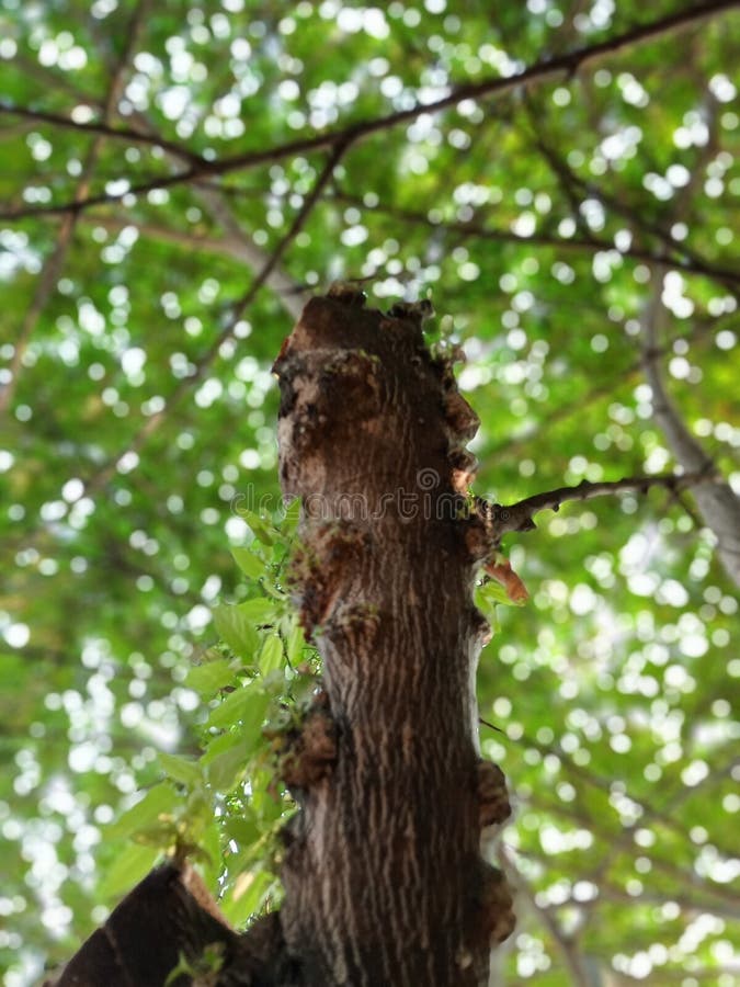Lush Cherry Trees, Take Shelter in the Cherry Trees? Stock Photo ...