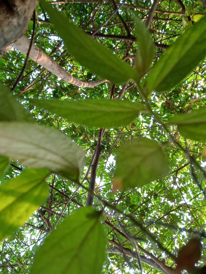 Lush Cherry Trees, Take Shelter in the Cherry Trees? Stock Photo ...