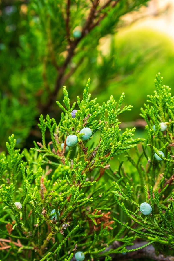 Lush Christmas Tree in the Sunlight 15 Stock Photo - Image of branch ...