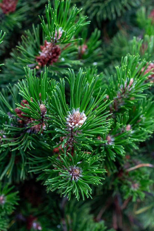 Lush Christmas Tree in the Sunlight 4 Stock Image - Image of frost ...
