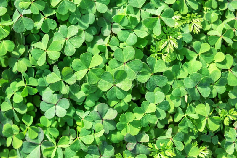 Lush clover texture stock photo. Image of view, botany - 88978364