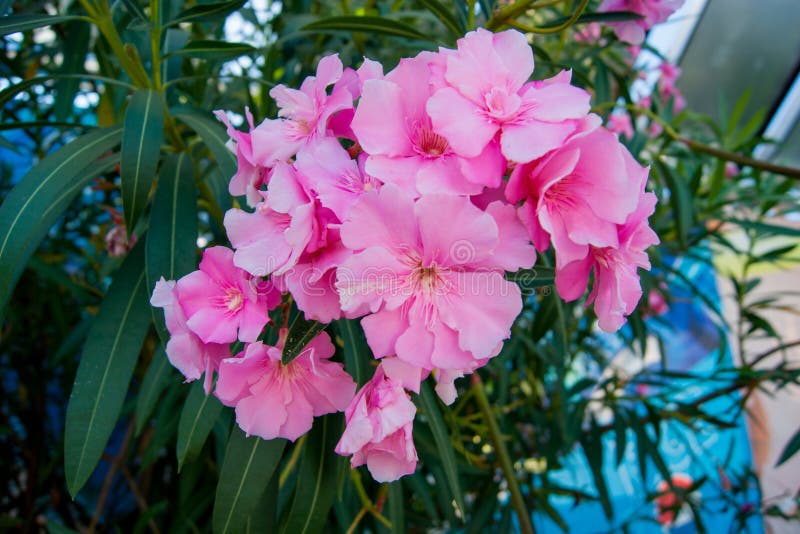 Lush Clusters of Pink Oleander Flowers. Horizontal Photo Stock Image ...