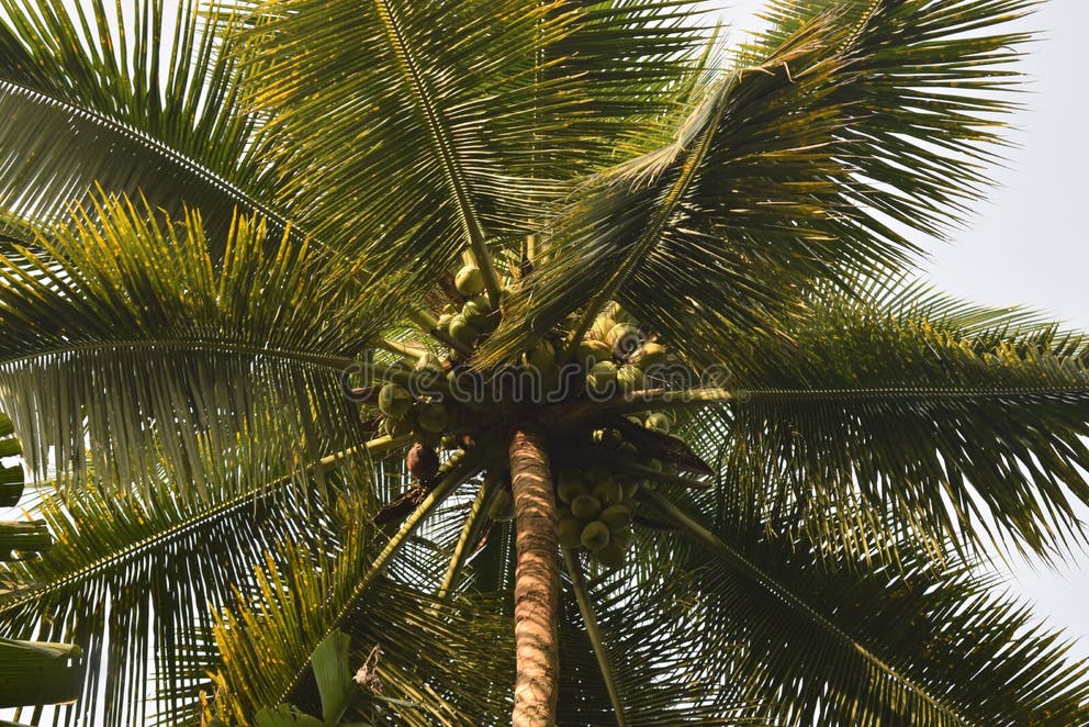 Lush coconut fruit stock image. Image of tree, landscape - 105905739