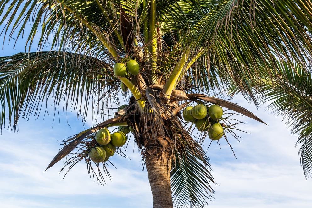 Lush Coconut Palm Tree with Green Coconuts Against Blue Sky Stock Photo ...