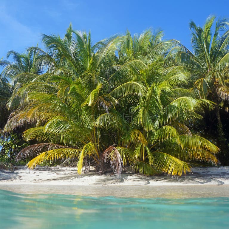 Lush Coconut Trees on the Beach Stock Image - Image of scenery ...