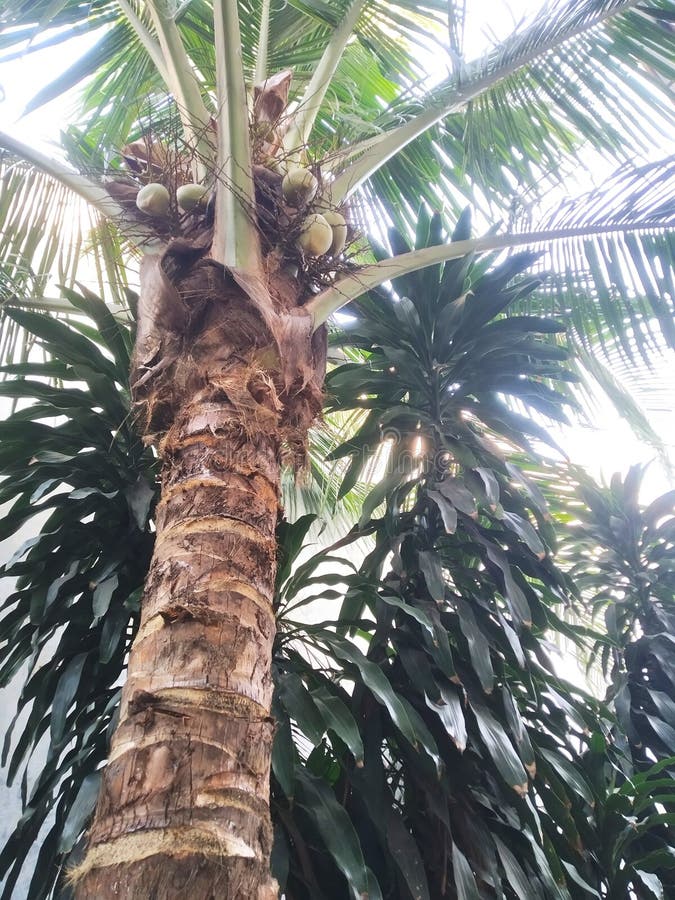 Lush coconut trees stock photo. Image of coconut, produce - 290296330