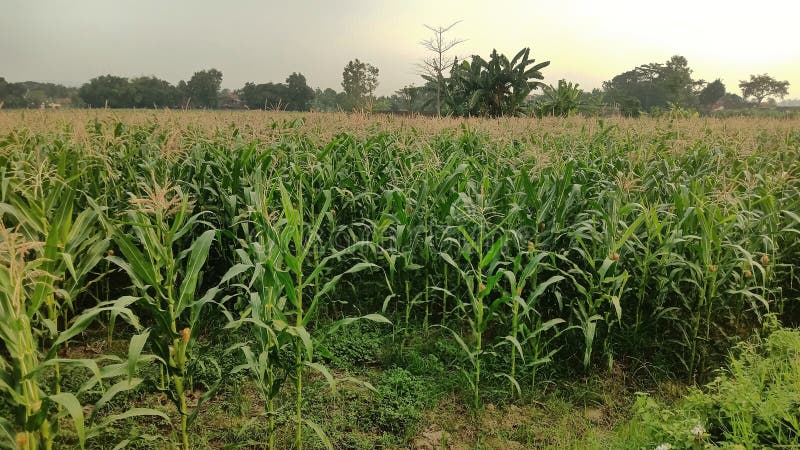 A Lush Corn Field, with Rows of Tall Plants and Thick Green Leaves ...