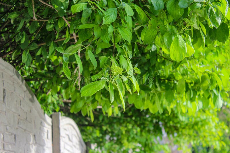 Lush Crowns of Bright Green Trees Above a Stone Wall Stock Photo ...