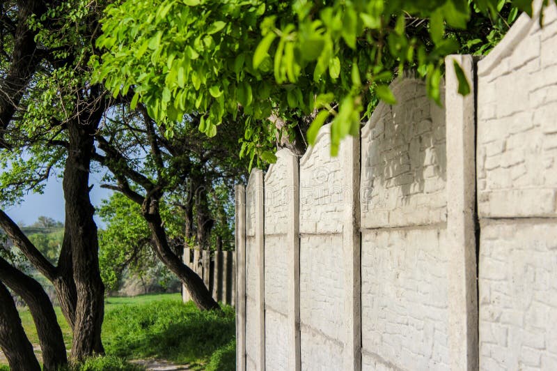 Lush Crowns of Bright Green Trees Above a Stone Wall Stock Image ...