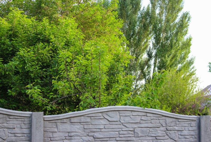 Lush Crowns of Bright Green Trees Above a Stone Wall Stock Photo ...