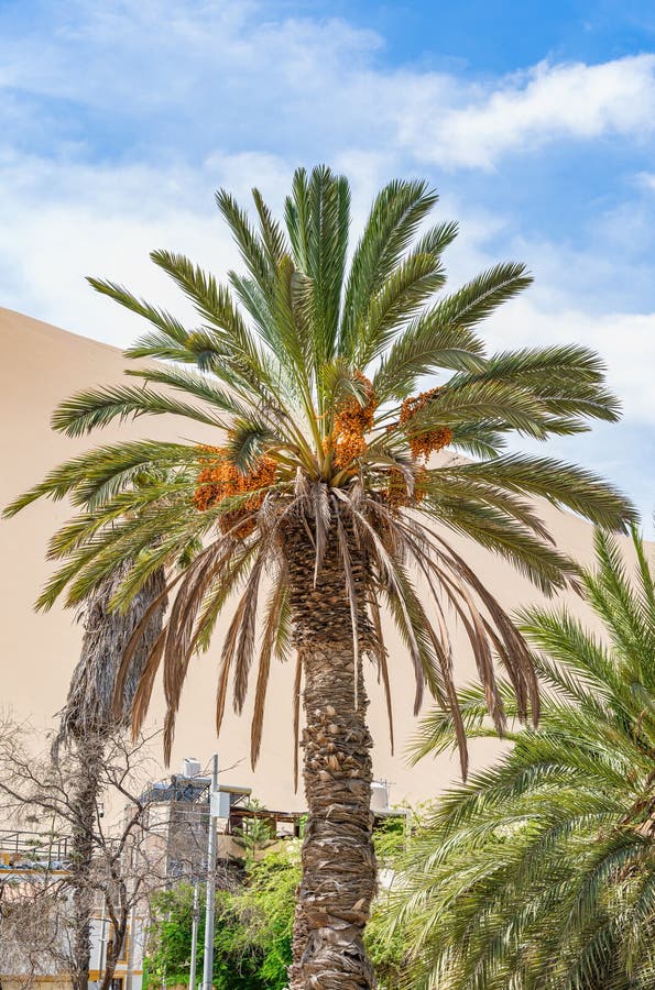 A Lush Date Palm Tree in the Oasis of Huacachina, Peru Stock Image ...