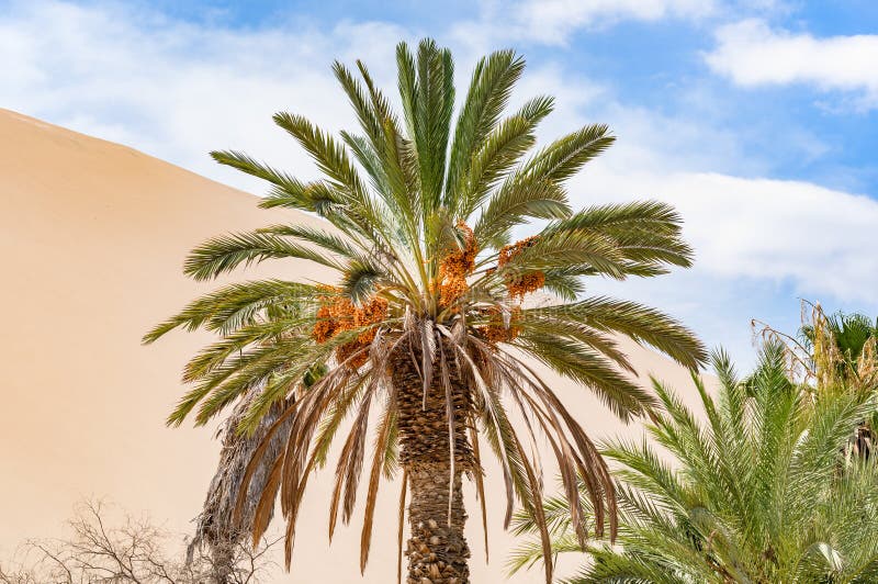A Lush Date Palm Tree in the Oasis of Huacachina, Peru Stock Image ...
