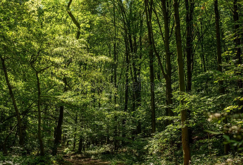 Lush Deciduous Forest in Summer. Stock Photo - Image of natural ...