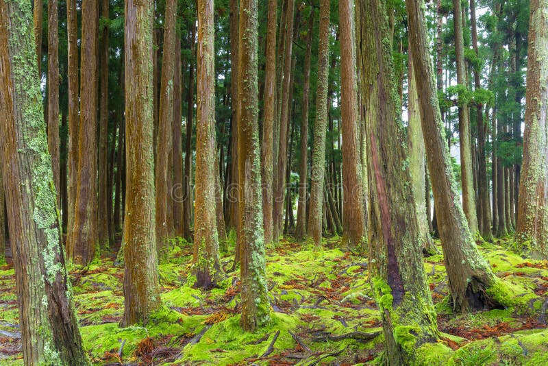 Lush Deep rainforest stock photo. Image of geyser, natural - 194405286