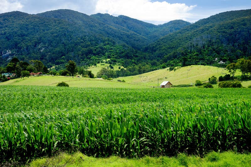 Lush Farmland stock image. Image of bega, scenic, meadow - 4547317