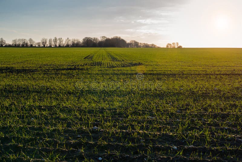 Lush farmland stock image. Image of farming, growth, spring - 89155377
