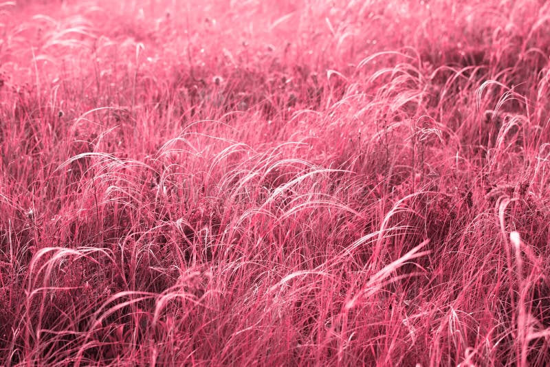 Lush Feather Grass in the Morning. Beautiful Grass Background,Toned in ...