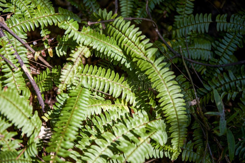 The Lush Ferns in the Garden Stock Photo - Image of horizontal, climate ...