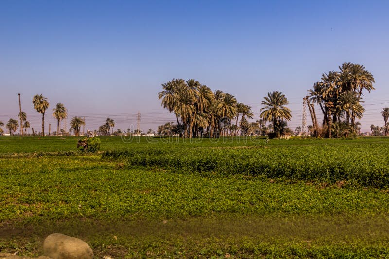 Lush Fields Along Nile Near Sohag, Egy Stock Image - Image of ...