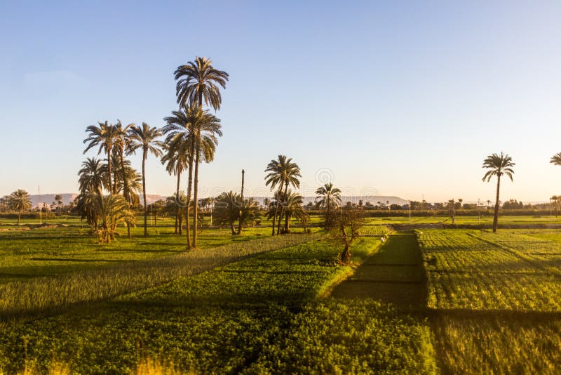 Lush Fields Along River Nile in Egy Stock Image - Image of field, egypt ...